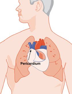 Protecting the Hearts Cradle - Heart Advisor