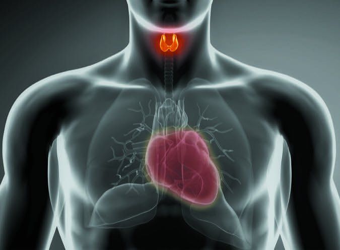 Manage Hyperthyroidism to Prevent Cardiac Complications - Heart Advisor